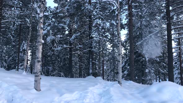 Snow falling down from trees in forest, Stock Footage | VideoHive