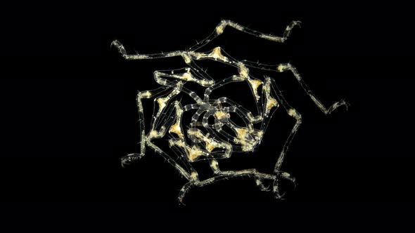 Pantopoda or Pycnogonids Sea Spider Under a Microscope, Class ...