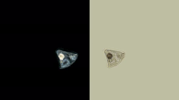 Larva of Cyphonautes Bryozoa Under the Microscope, Clade Lophophorata ...