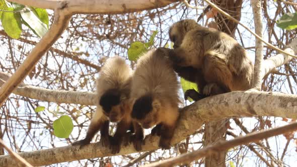 A troop of capuchin new world monkeys exhibit social grooming behavior ...