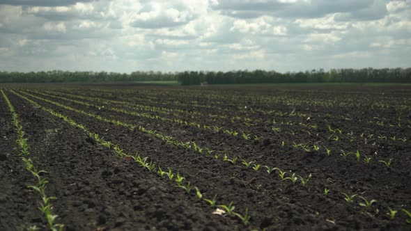 corn sprouts. uniform sowing. precision farming., Stock Footage | VideoHive