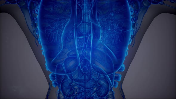 Anatomy Tomography Scan of Human Body, Motion Graphics | VideoHive
