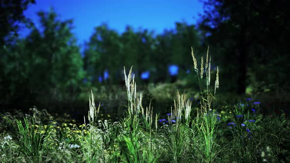 Scenic Vivid Green Forest Landscape with Meadow, Motion Graphics ...