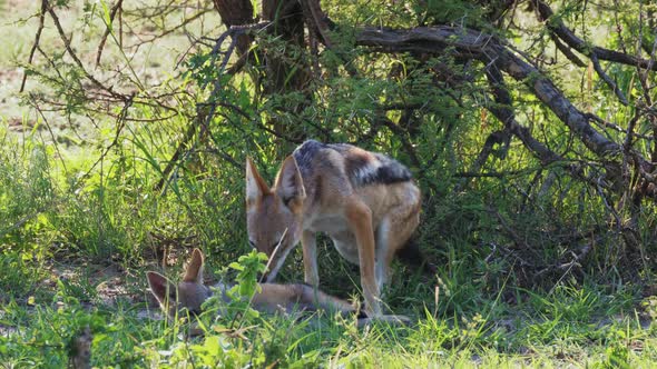 Mother jackal lays down next to her young pup in the shade of a tree in ...