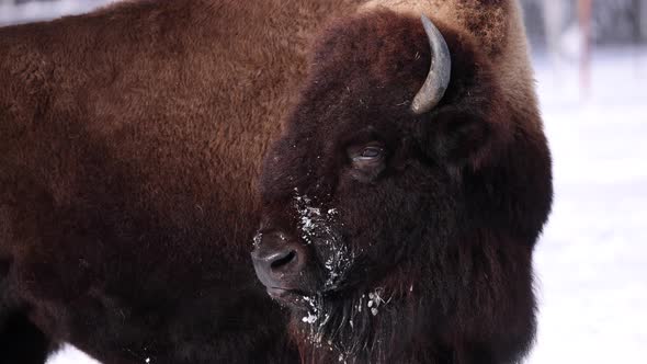 bison looking backwards turns and looks at you slomo, Stock Footage