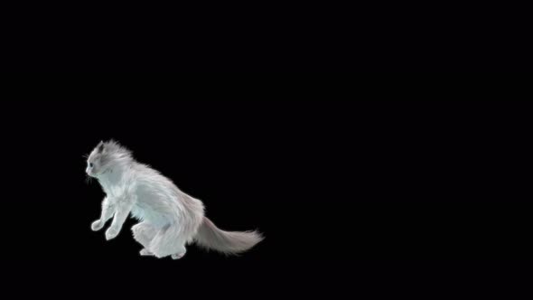 Cat 4K, Motion Graphics | VideoHive