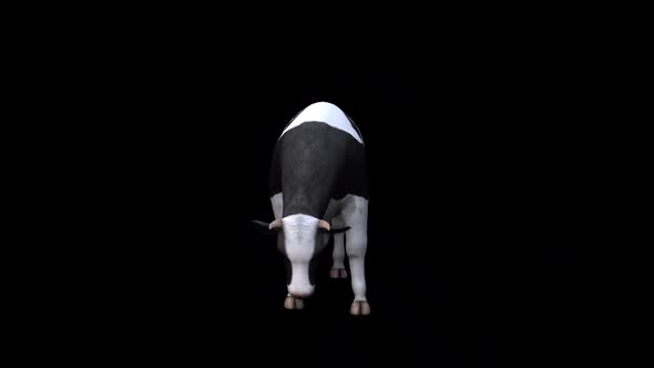Cow Eat From View Front, Motion Graphics | VideoHive