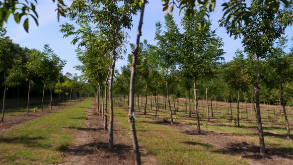 Fields Plantations of Forester's Unique Hybrid Nut Designed to Produce ...