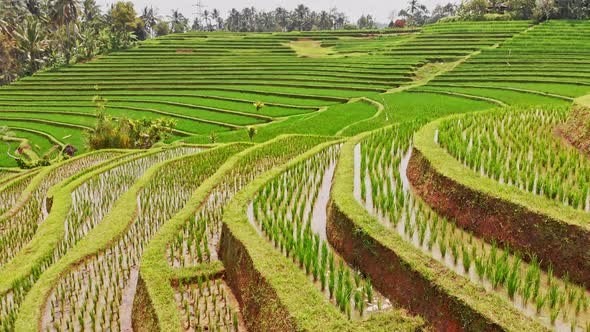 Stairs of Rice Paddies, Stock Footage | VideoHive
