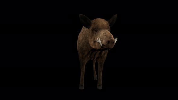 4K Wild Boar Idle Front, Motion Graphics | VideoHive