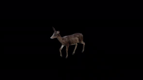 Aucasaurus 4K Dinosaur by 3DAnimals | VideoHive