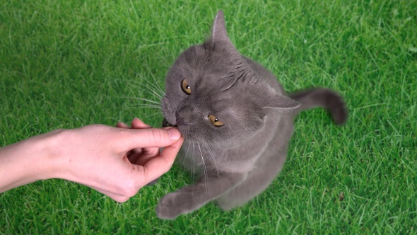 Cat Eats From Hand, Stock Footage | VideoHive