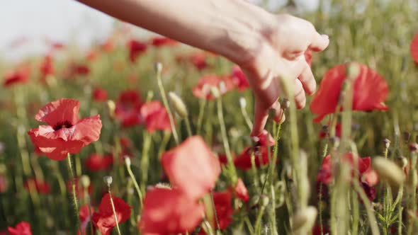 The Magic of a Poppy Field in Spring, Stock Footage | VideoHive