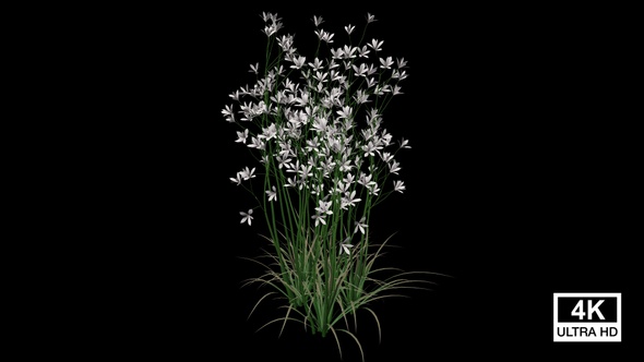 Flower Grass Growing, Motion Graphics | VideoHive