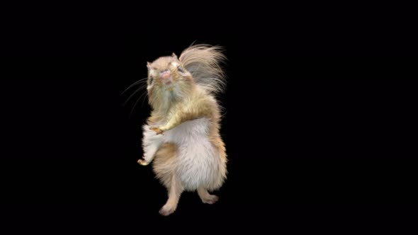 Chipmunk Dancing 4K, Motion Graphics | VideoHive