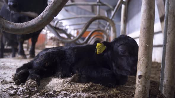 Low angle close up of two days old black baby angus calf resting and ...