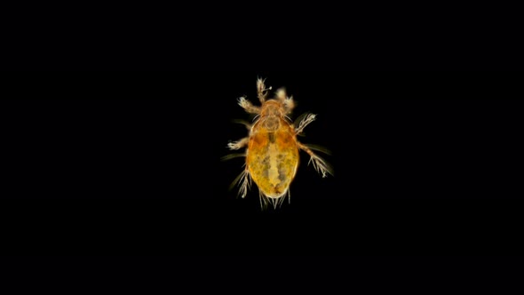 Mite Prostigmata Under a Microscope, Stock Footage | VideoHive