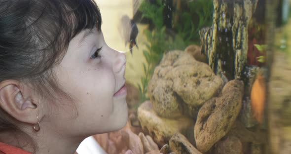 Home Oceanarium, Stock Footage | VideoHive