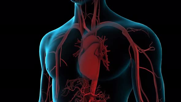 Human Heart Anatomy For Medical Concept 3D Illustration, Motion Graphics