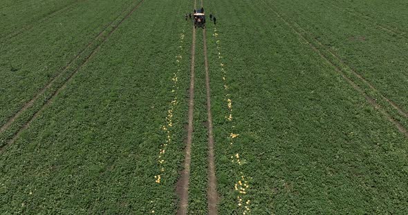 Farm workers picking Melons into pallets on a tractor trailer., Stock ...
