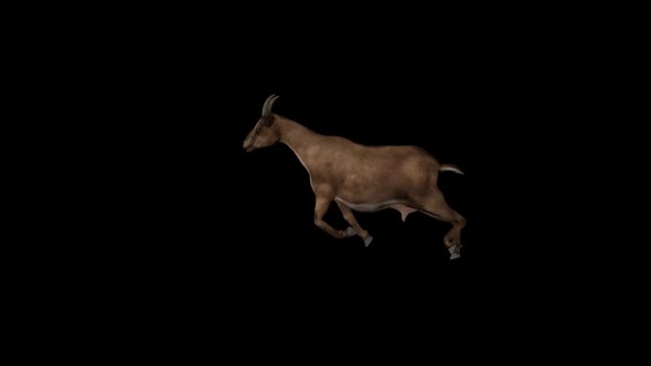 Goat Run, Motion Graphics | VideoHive