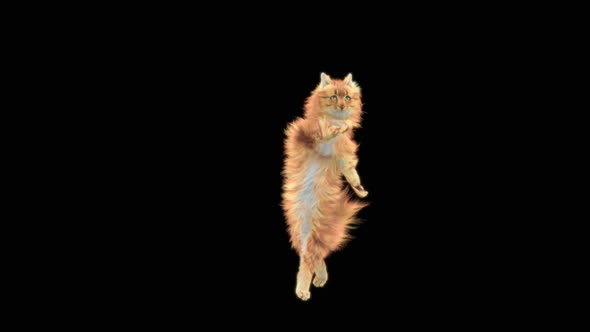 Cat Dancing HD, Motion Graphics | VideoHive
