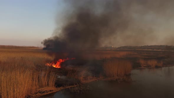 Burning dry reeds on the river bank, Stock Footage | VideoHive