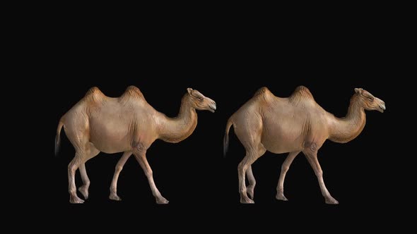 Camels Walk, Motion Graphics | VideoHive