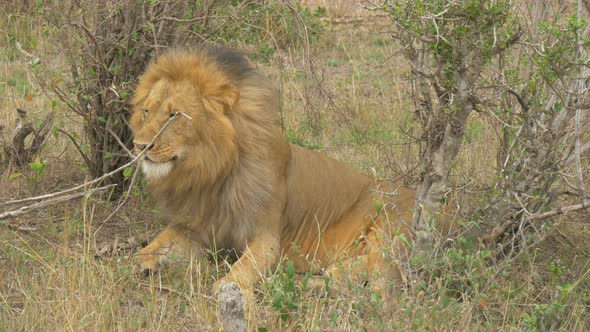Lion coughing and resting, Stock Footage | VideoHive