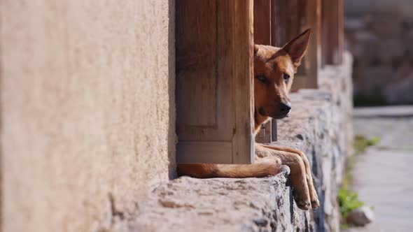 Sad street dog sitting alone, Stock Footage | VideoHive