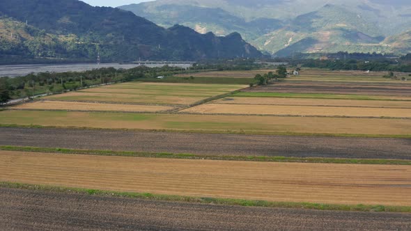Drone Fly Over Paddy Rice Field Stock Footage Videohive