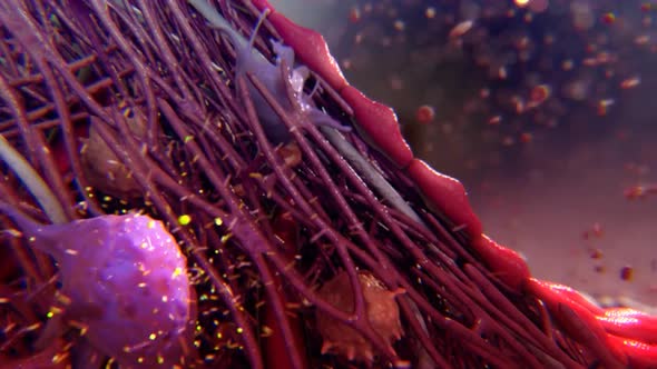 Red blood cells and platelets in the blood vessel. Basic steps of wound ...