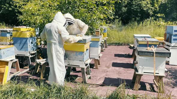 Beekeeping and Apiary, Stock Footage | VideoHive