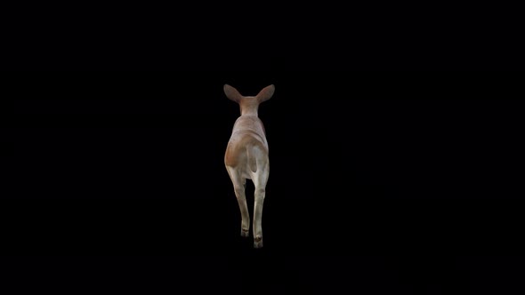 Brown Doe Jumping View From Back, Motion Graphics | VideoHive