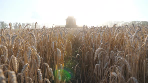 Grain Harvester Gathering Wheat at Sunny Day, Stock Footage | VideoHive