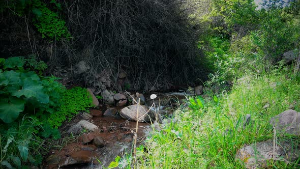 Small Mountain Spring Creek, Stock Footage | VideoHive