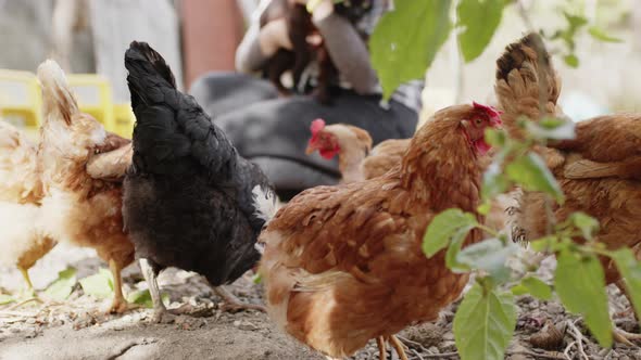 Chickens Run Around in the Hen House, Stock Footage | VideoHive