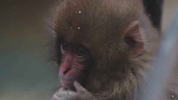 Cute baby snow monkey in park, Stock Footage | VideoHive