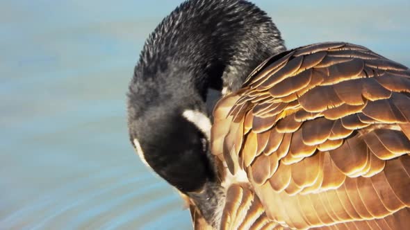 Canadian goose grooming itself. Handheld, close up, Stock Footage ...