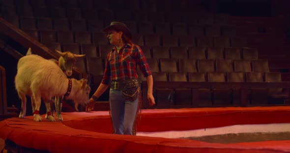 Cute Goats Are Jumping Over Each Other on Stage of the Circus Animal ...