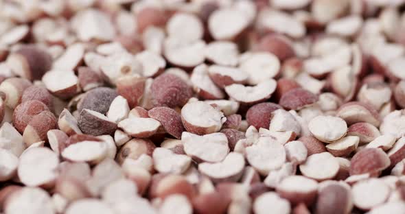 Chinese Gordon euryale seed, Stock Footage | VideoHive