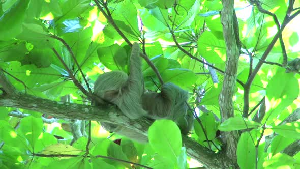 Sloth waking up , Stock Footage | VideoHive