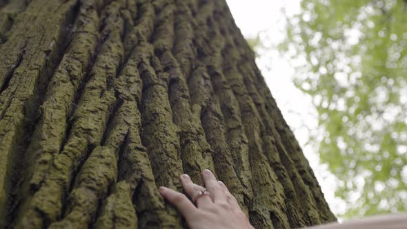 Woman Hand Touching Big Old Oak Tree, Stock Footage | VideoHive