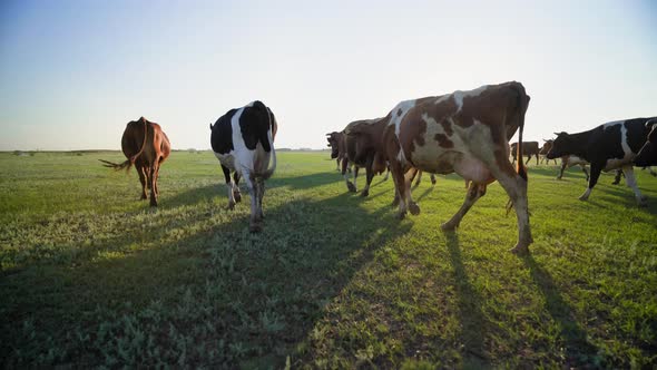 multi-colored cows in the rays of the sun. a herd of happy cows ...