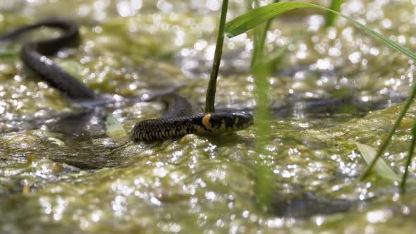 Dice Snake Swims Through Marshes of Swamp Thickets and Algae. Slow ...
