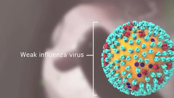 Influenza Virus Cells Looping Animation, Motion Graphics | VideoHive
