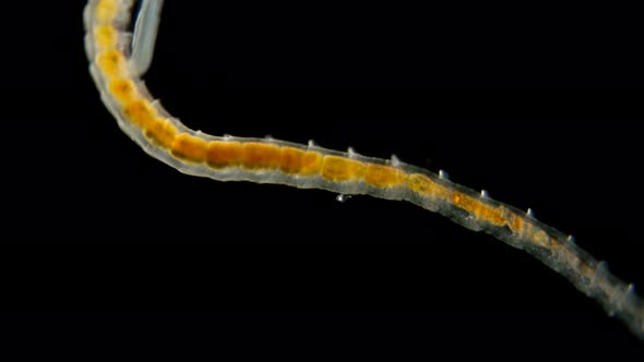 Worm Polychaeta Under a Microscope, This Is the Annelida Class, Live in ...