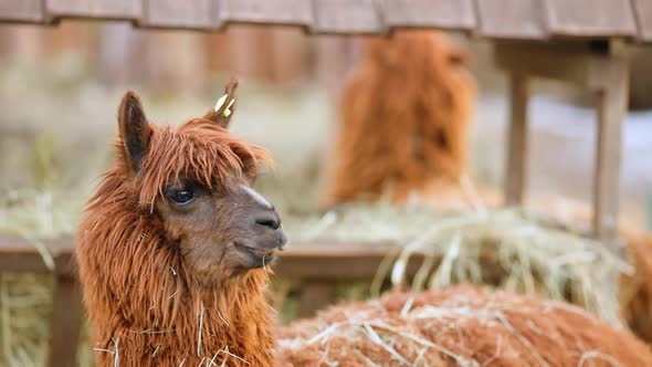 Cute Orange Alpaca Llama with a Friend Chewing Food in Countryside ...