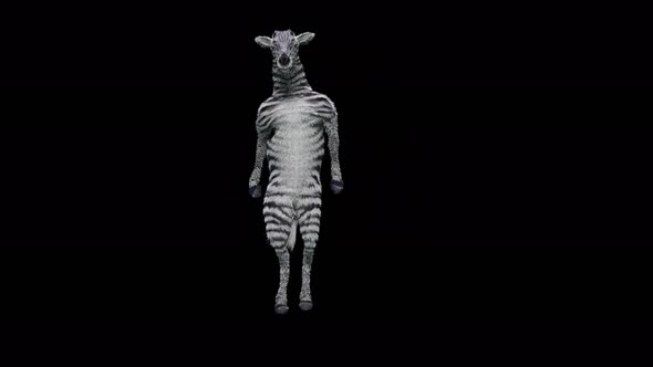 63 Zebra Dancing 4K, Motion Graphics | VideoHive