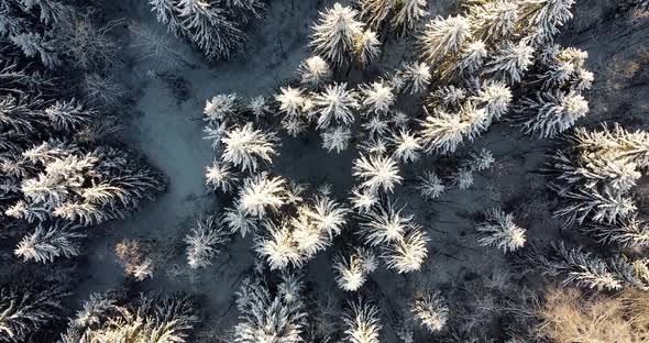 Top Down Footage Over Cold and Frosty Forest, Stock Footage | VideoHive